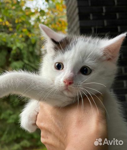 Котенок 2 мес девочка