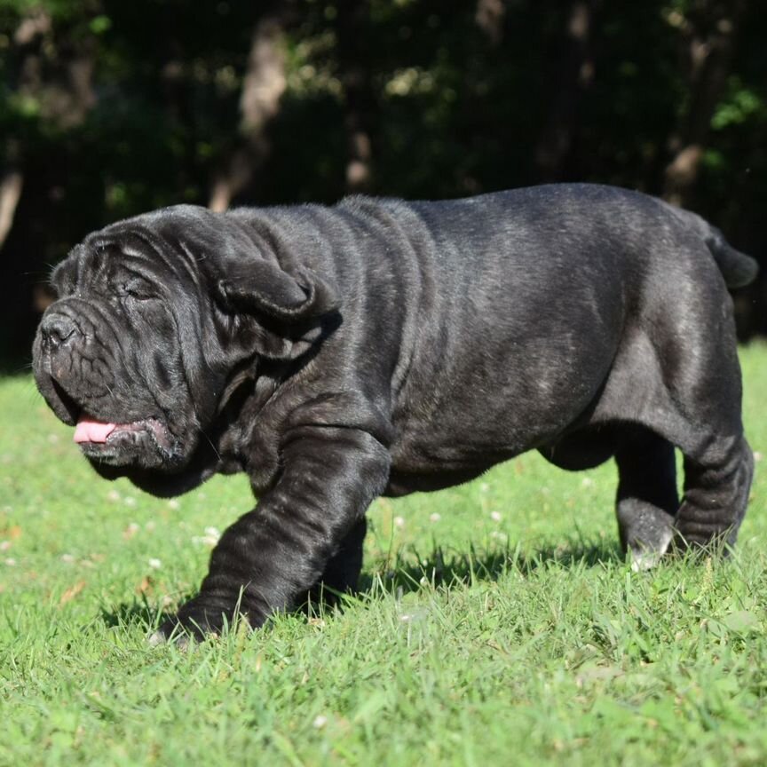 Неаполитанский мастиф