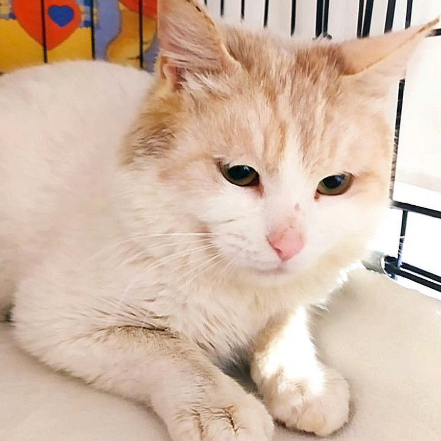 Кот бобтейл 1 год кастрирован