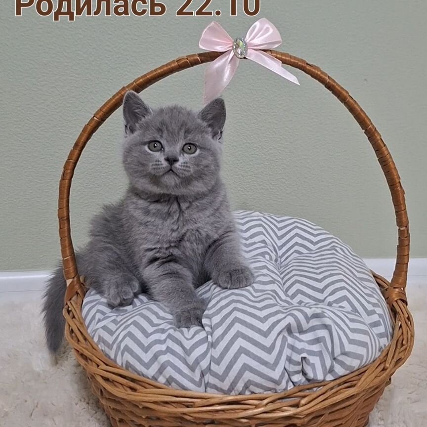 Британская девочка