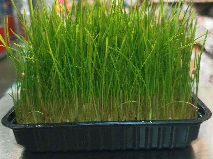 Трава для кошек