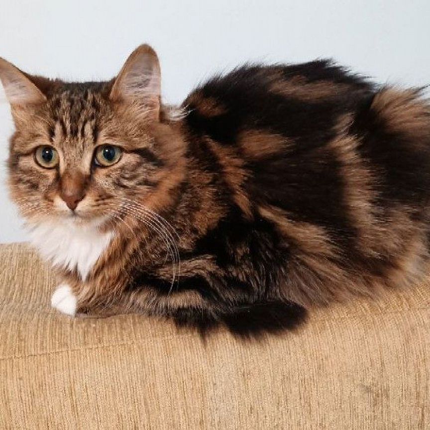 Кот ищет дом. Бесплатно. Отдам кота