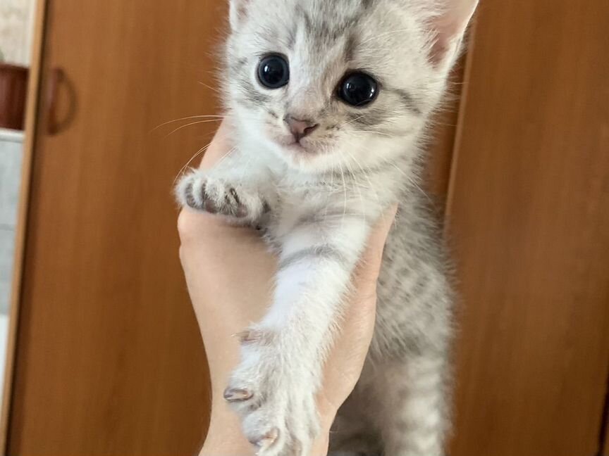 Домашние животные кошки