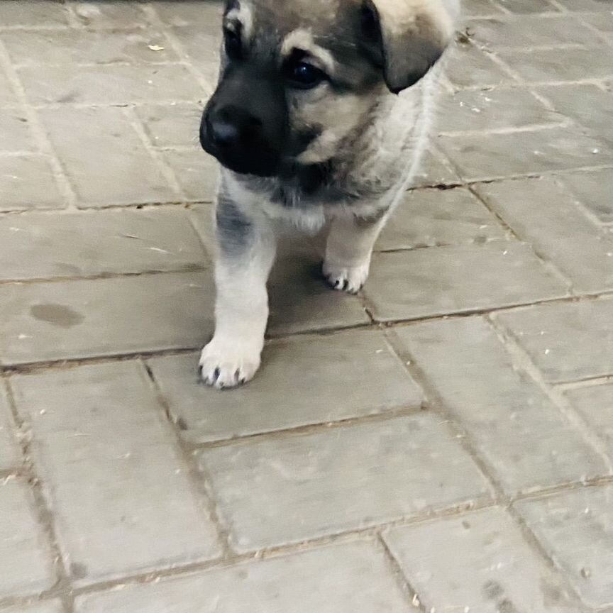 Щенок
