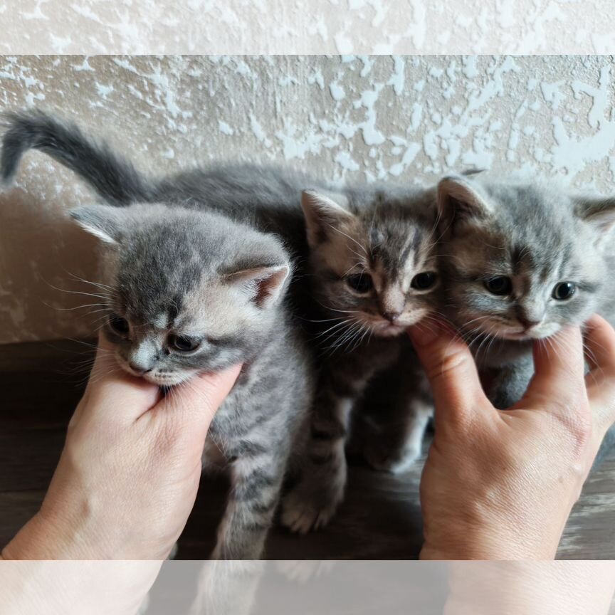 Британский короткошёрстный котёнок