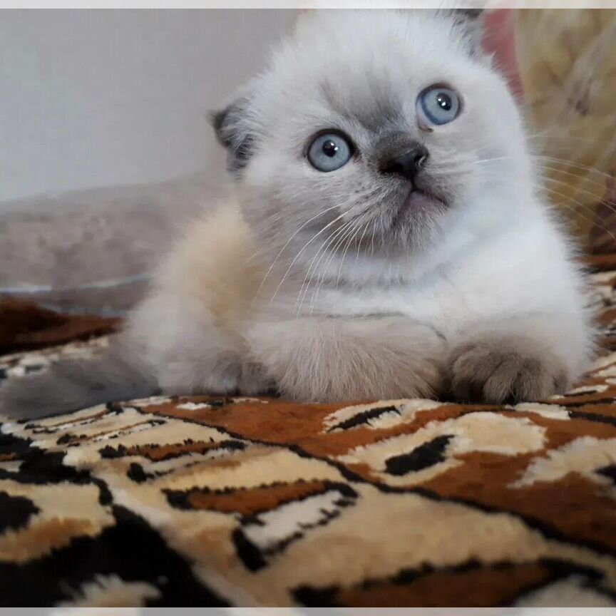 Шотландские котята блю-поинт