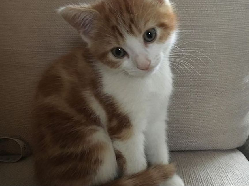 Рыжий котёнок-мальчишка, с белой грудкой