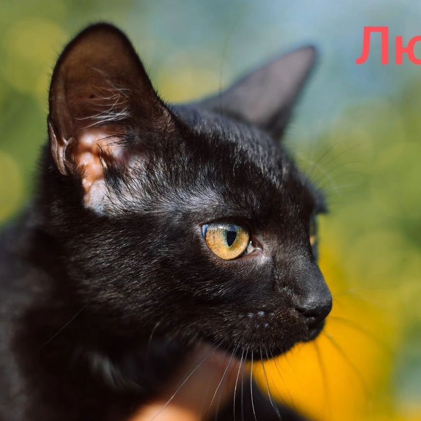 Котенок девочка