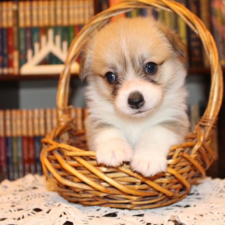 Малышки Вельш Корги Пемброк