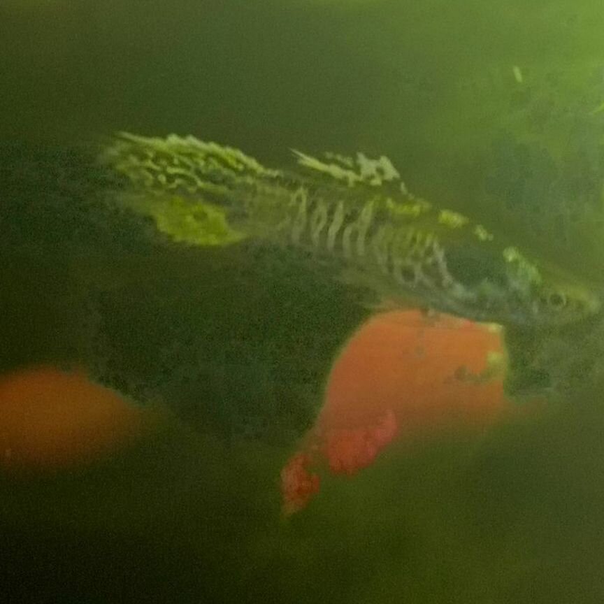 Аквариумные рыбки. Ковровые гуппи