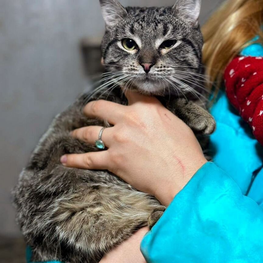 Кот в добрые руки