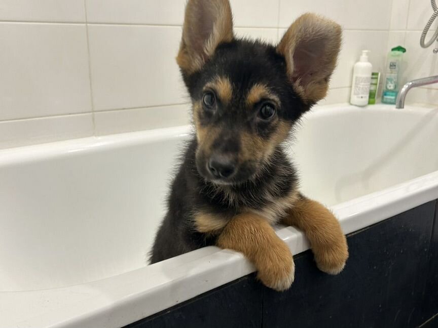 Щенок умненький в семью