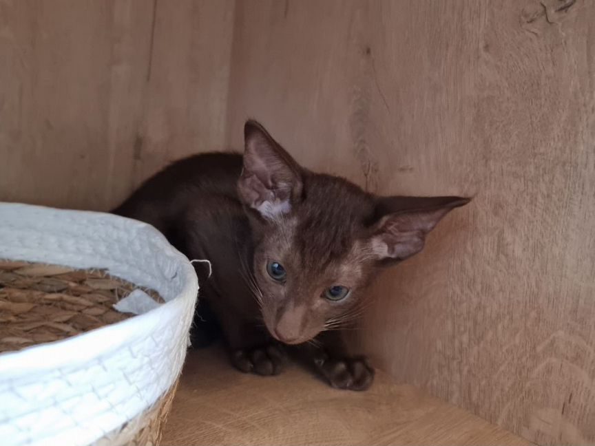 Ориентальные котята