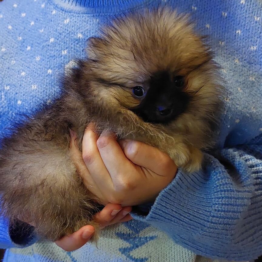 Померанский шпиц, щенок