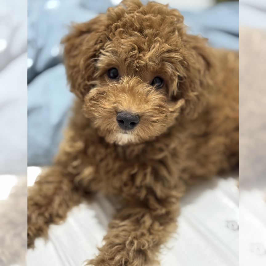 Той-пудель, щенок