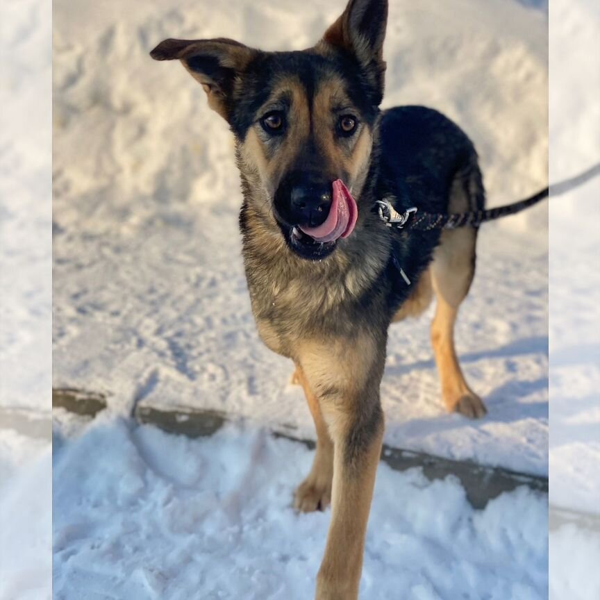 Щенок в добрые руки