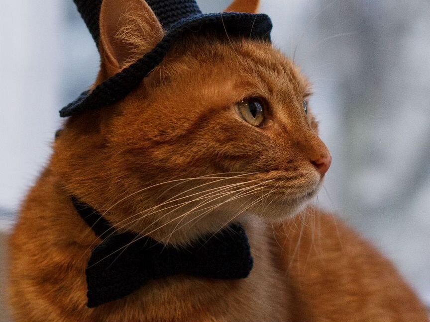 Шапочка для кота