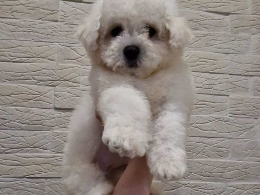 Бишон фризе суперская девочка