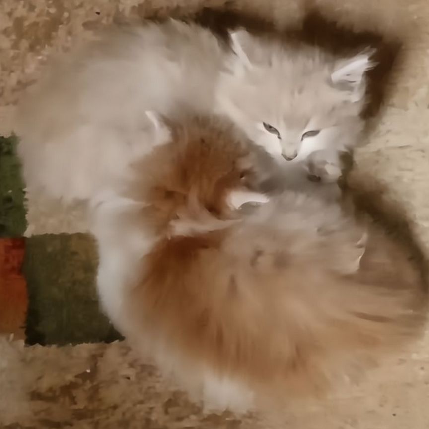 Турецкий ван котёнок