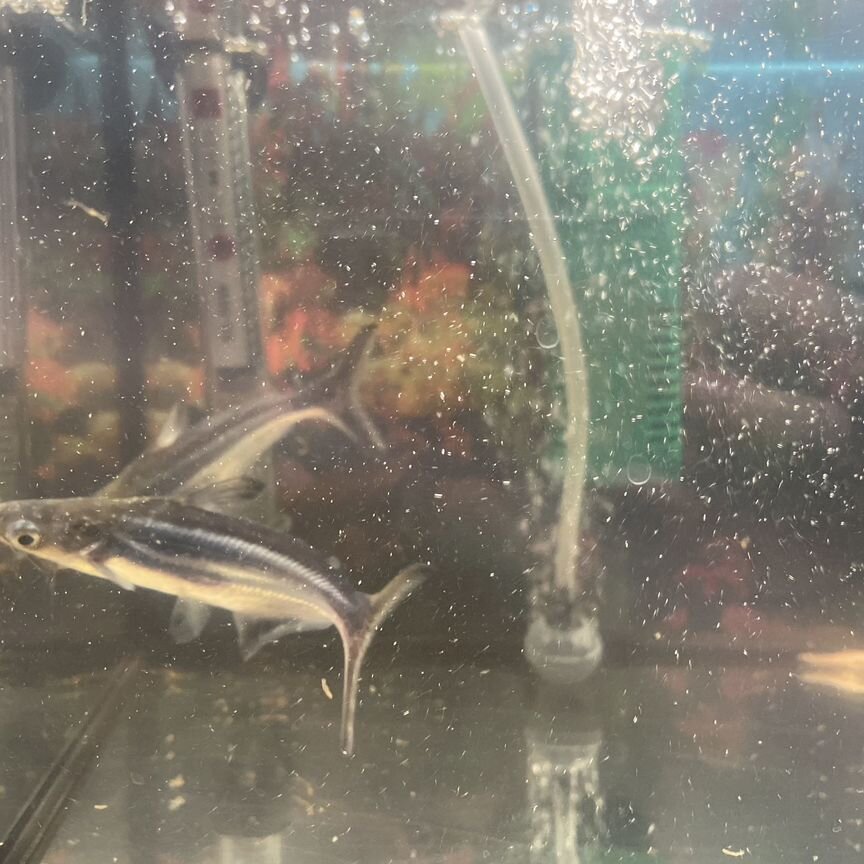 Продаю рыбок