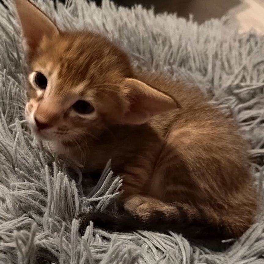 Ориентальный котёнок
