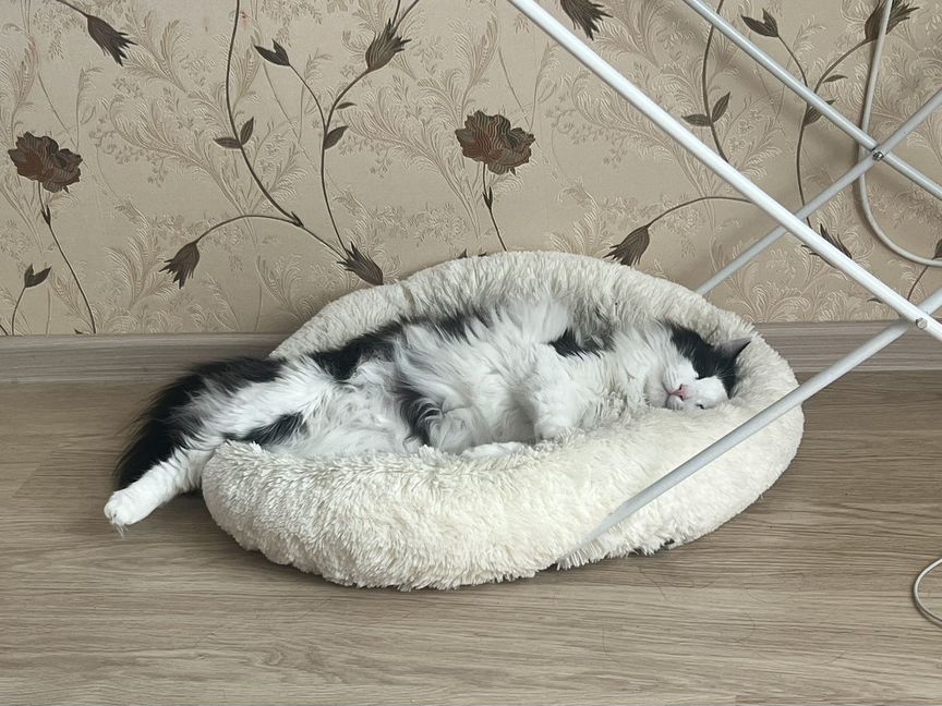 Кот Ричард и Кошка Мари