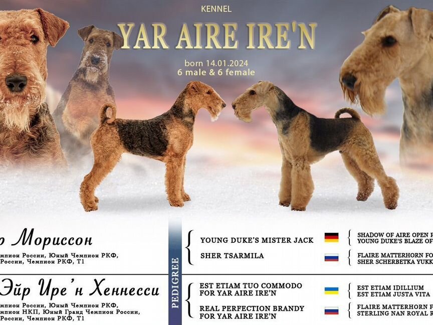 Щенки эрдельтерьера