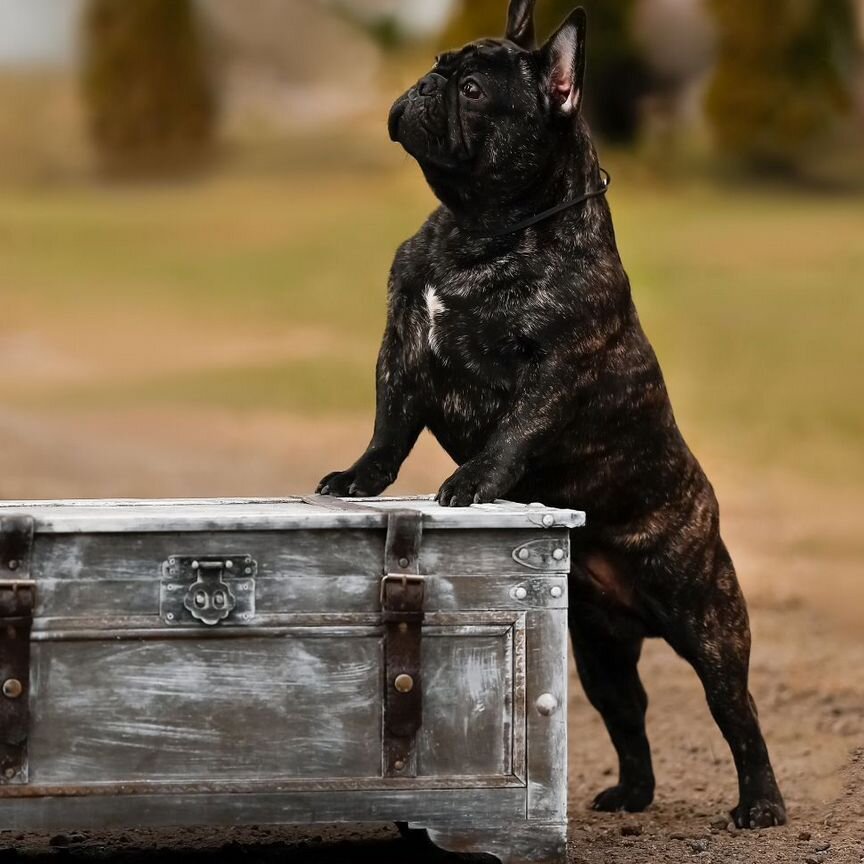 Французский бульдог, щенок