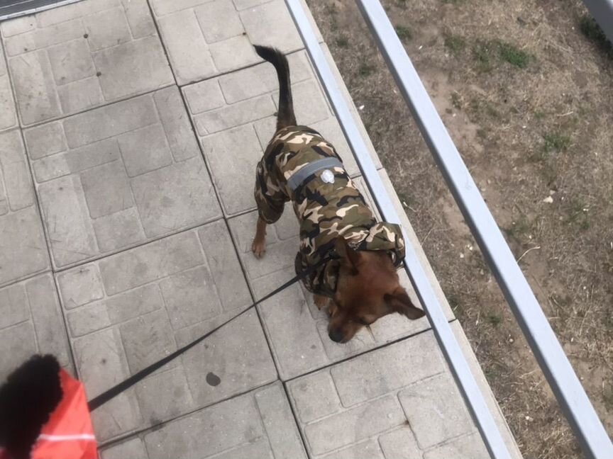 Той терьер на вязку