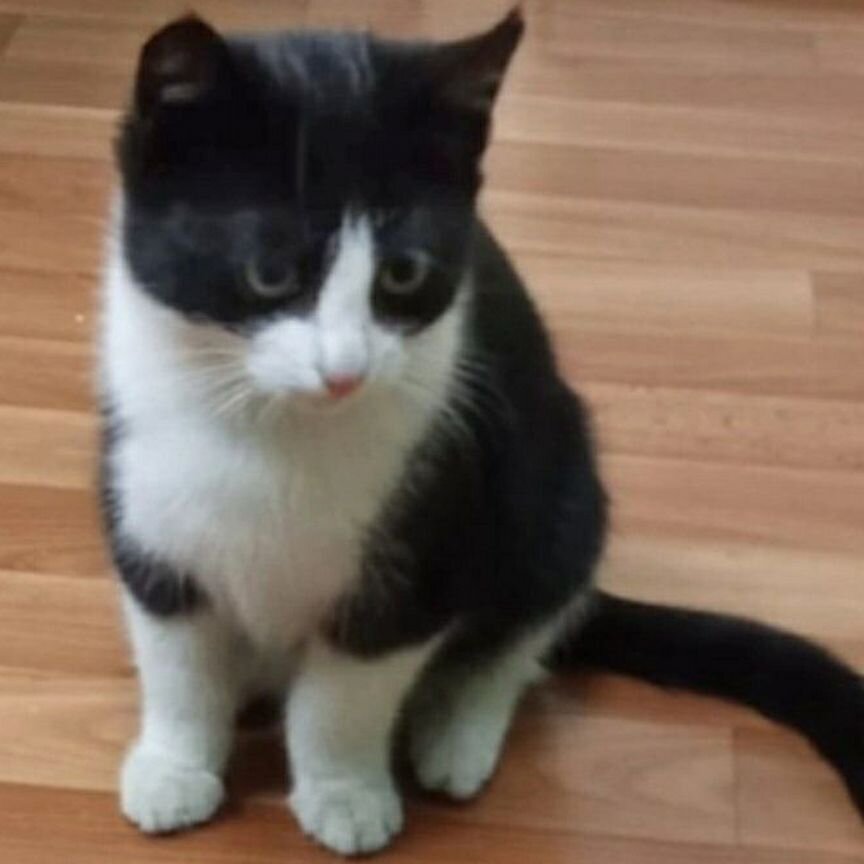 Котёнок по кличке Басик