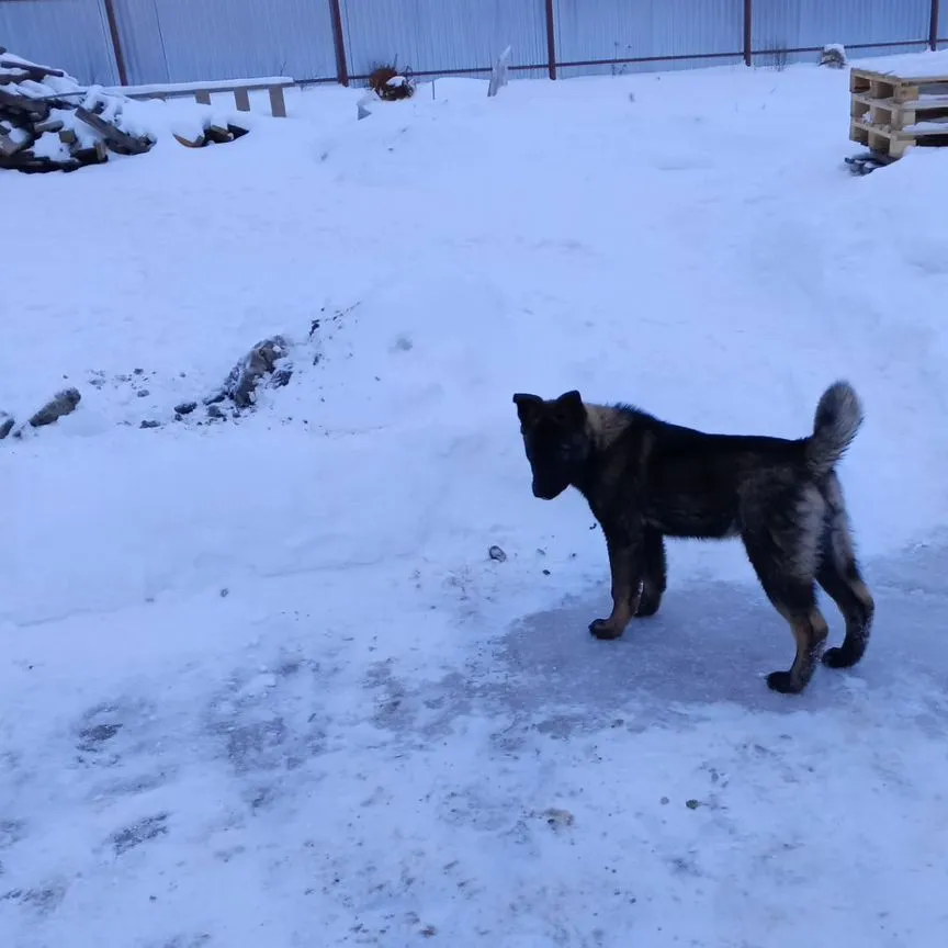Собака в добрые руки щенок 5 месяцев