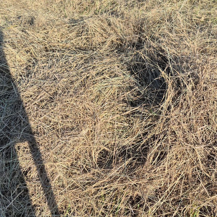 Сено бесплатно