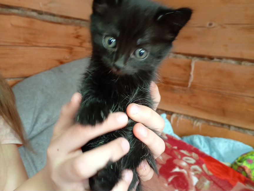Кошка