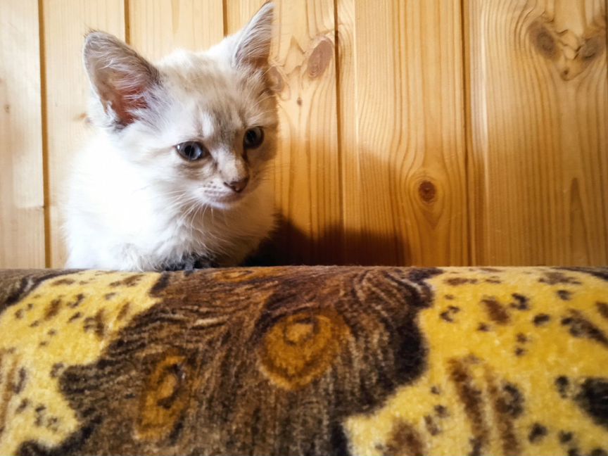 Котята 3 месяца