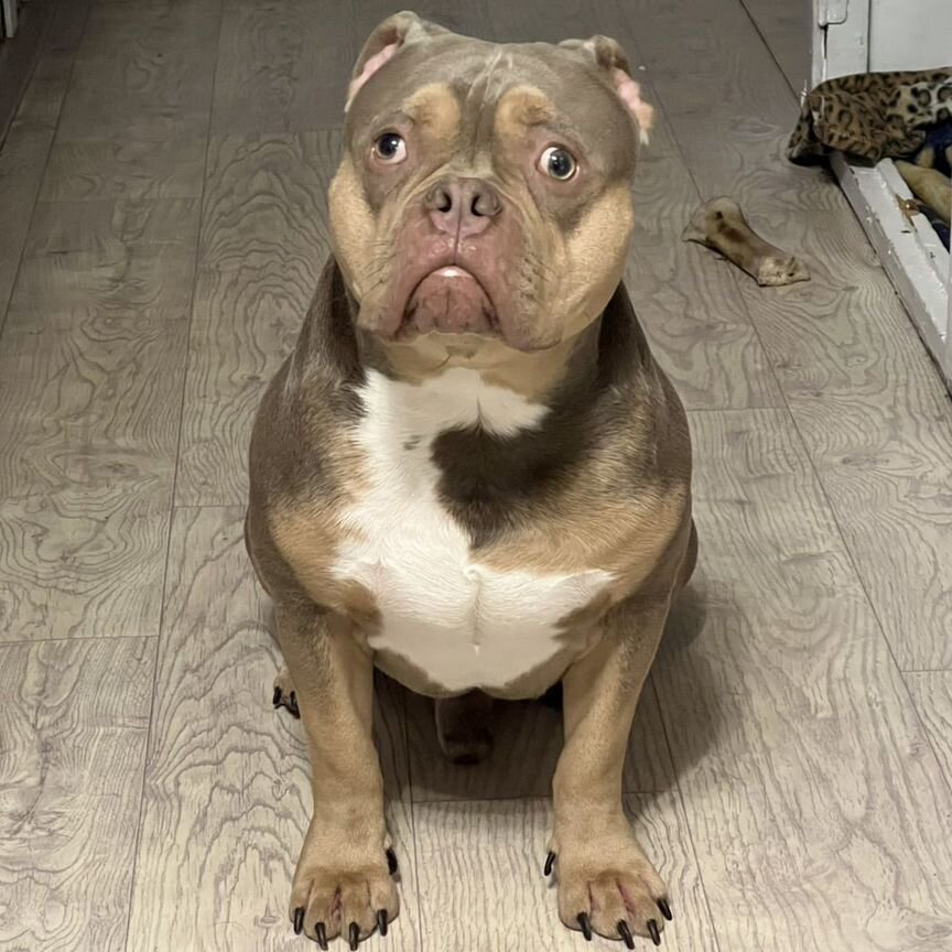 Американский булли, взрослый пёс