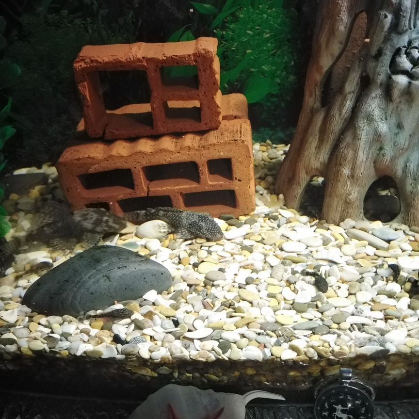 Живая рыба сом