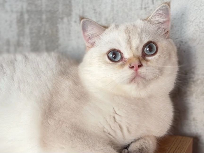 Британский котик