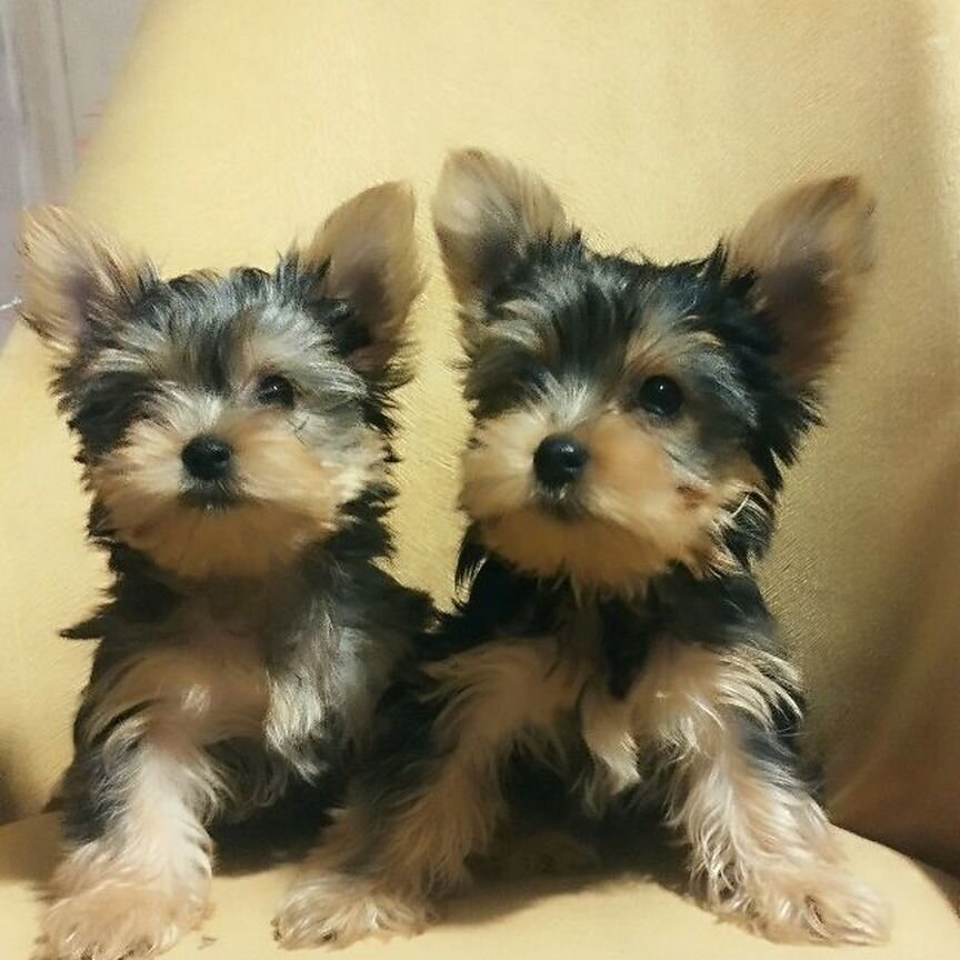 Йоркширский терьер, щенок