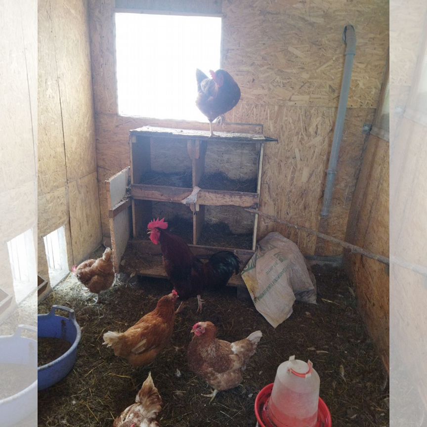 Куры домашние. Браун Петух 1,6 мес. и 7 мес