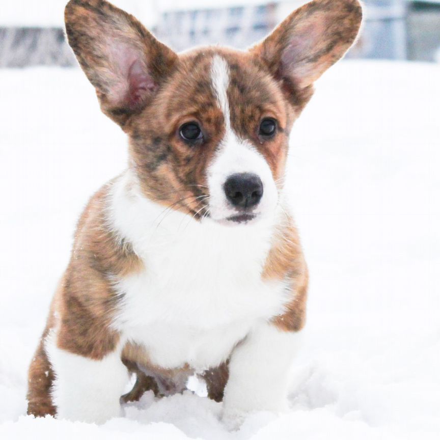 Щенок корги мальчик