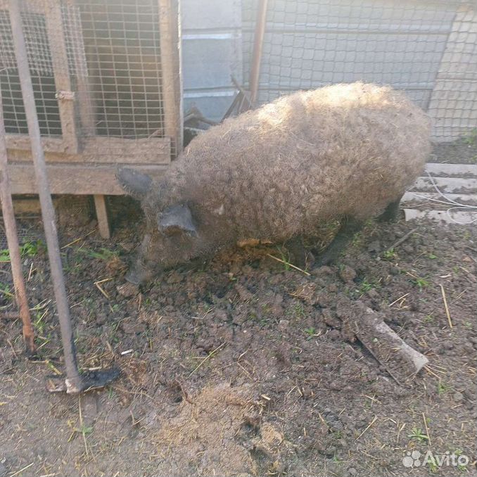 Венгерская мангалица