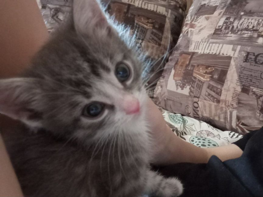 Котенок мальчик серый