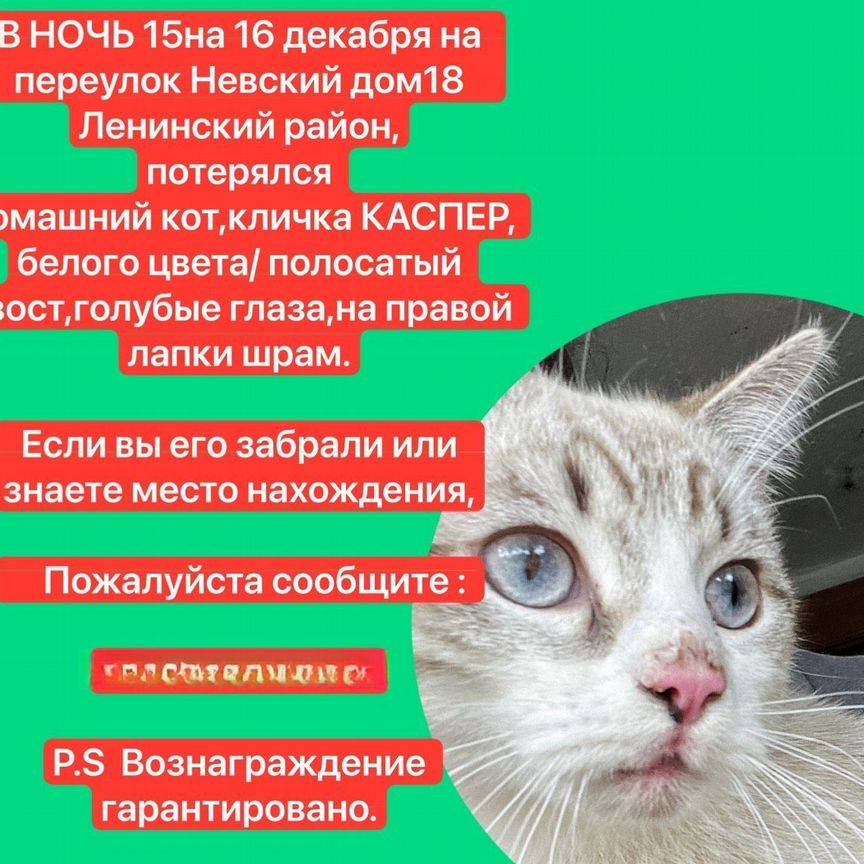 Потерялся кот, Ленинский район