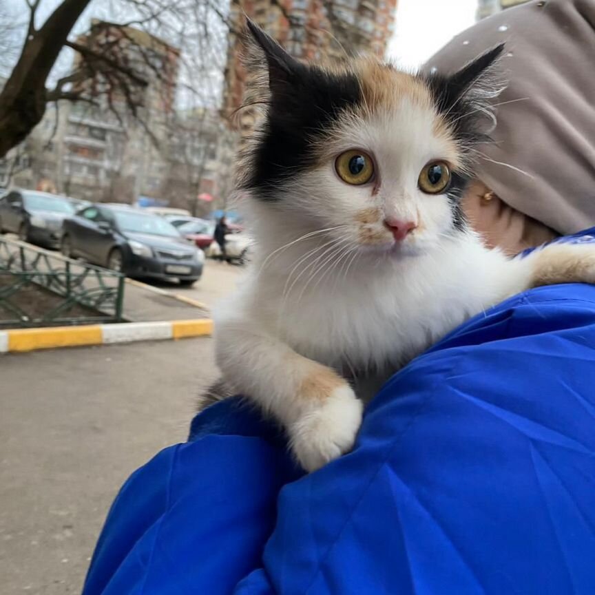 Чудо чудное в хорошие руки