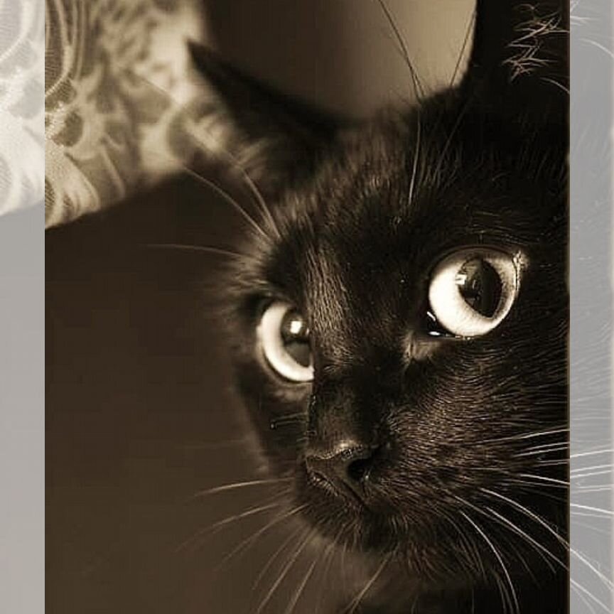 Взрослый кот в добрые руки