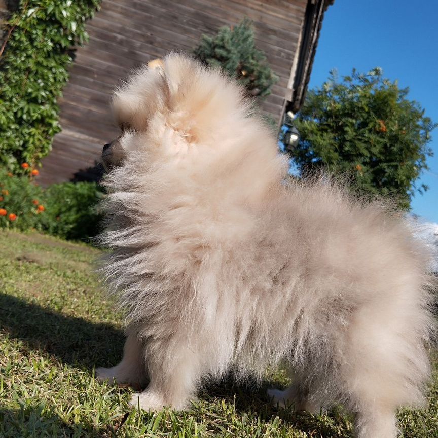 Шпице девочка