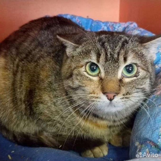 Лолита скромница