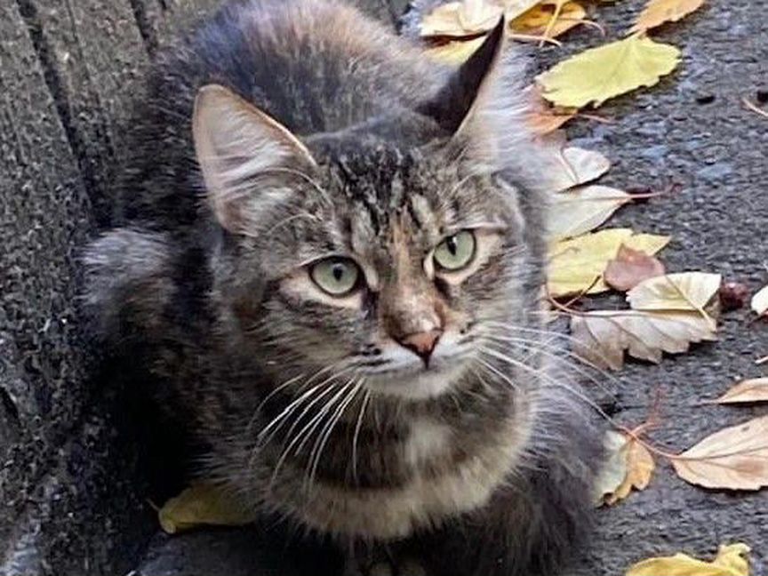 Лиза. Пушистая красавица живет около салона