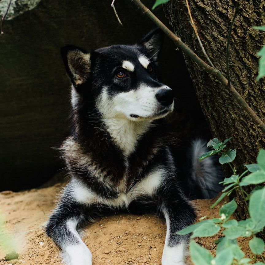 Собака в добрые руки