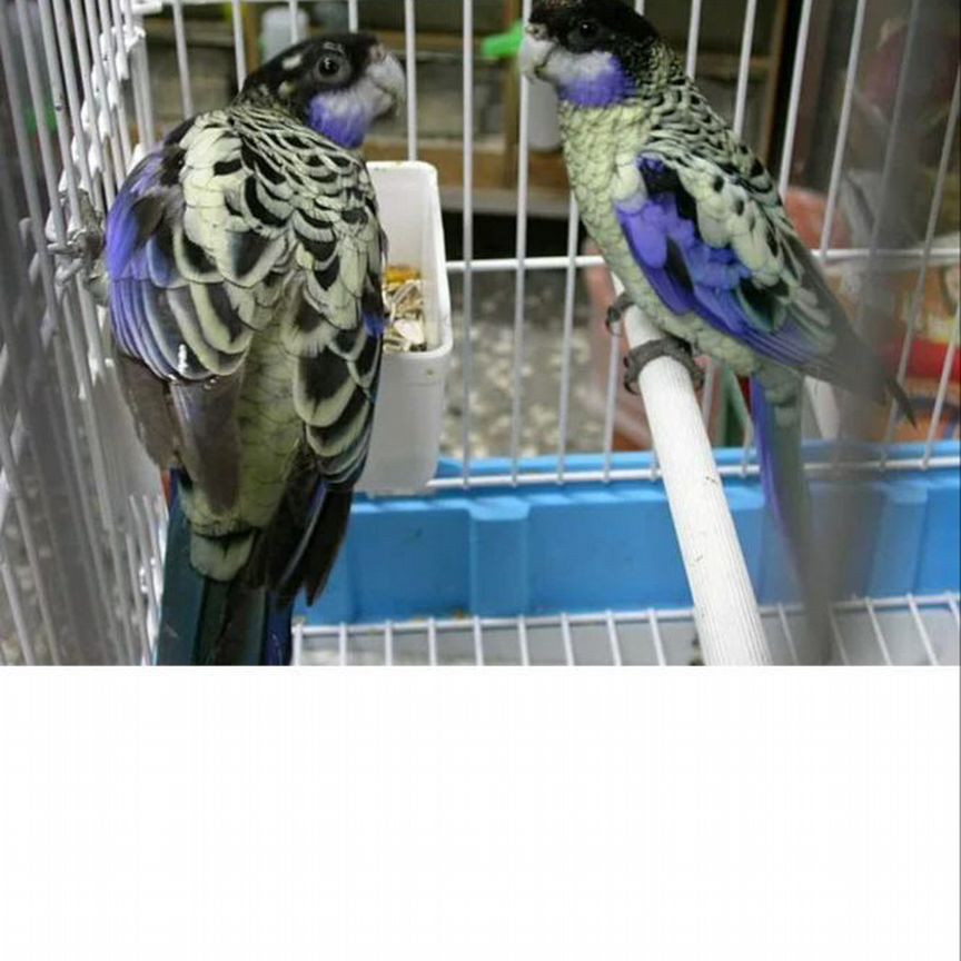 Попугай розелла